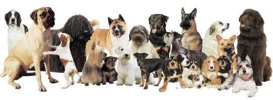 Groups & Clubs | Juniper Ridge